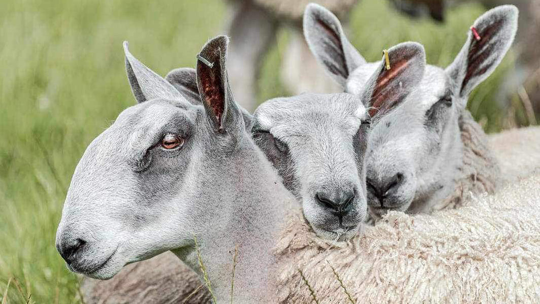 Made in Scotland, quality Scottish blankets, tweed coats, accessories ...